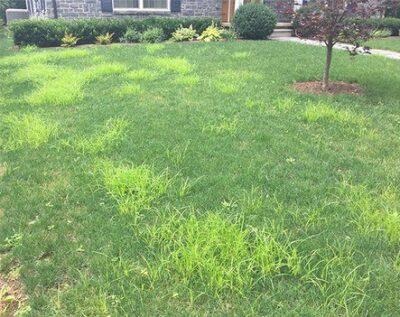 Yellow Nutsedge “The Lime Green Grass invader” - Excel Lawns & Landscape
